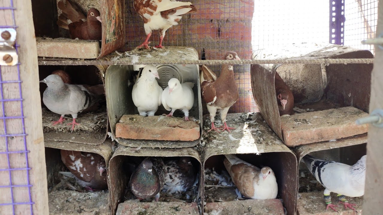 2nd round successful☺ pigeon🕊 breeding🐣 progress in new loft || fancy ...