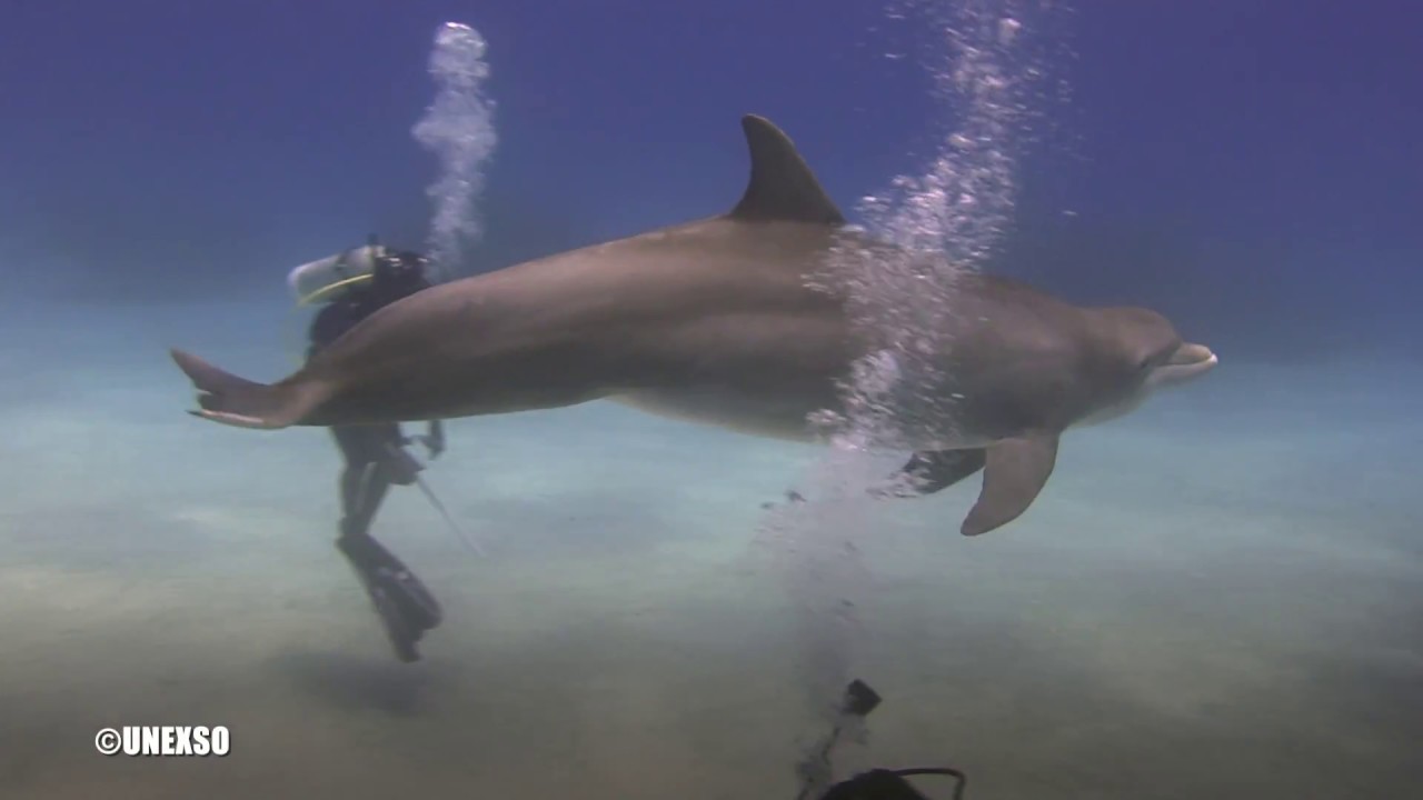 DOLPHIN PRINCESS MEETS ROBALA THE DOLPHIN - GRAND BAHAMAS - YouTube