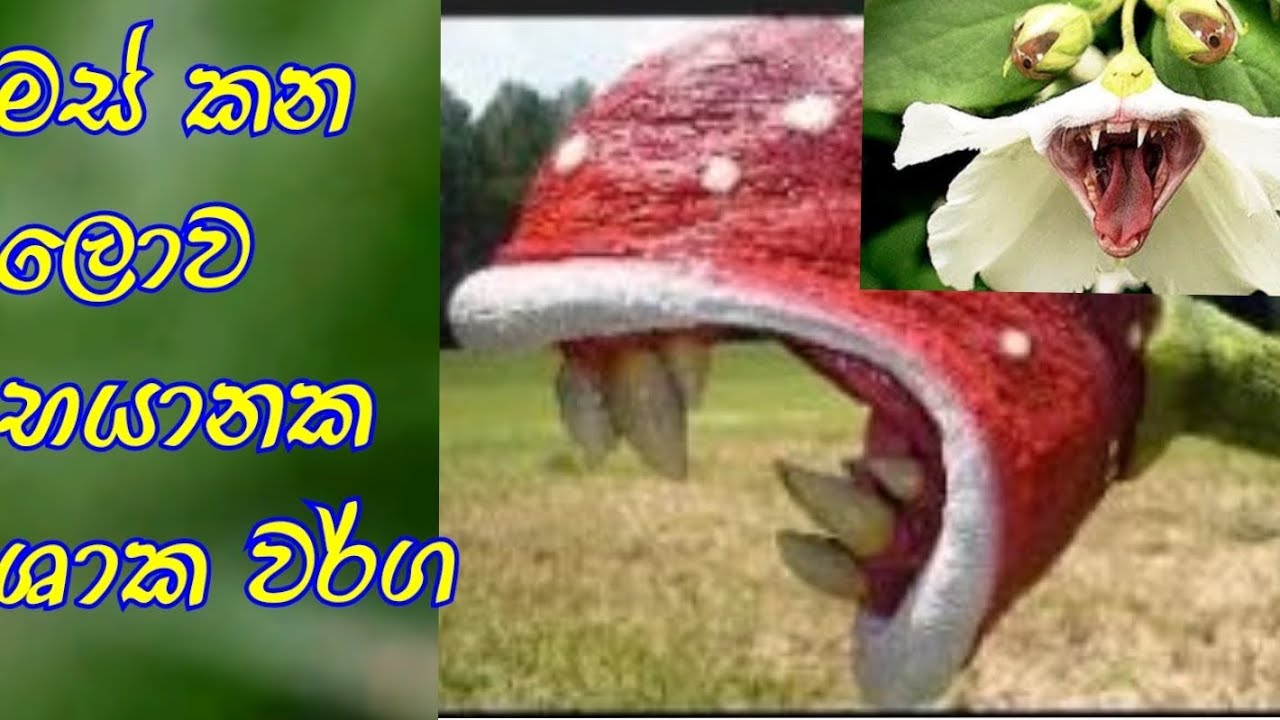 සතුන්ව ආහාරයට ගන්නා ලොව භයානක ශාක ත්‍රිත්වය- sathunwa aharayata ganna ...