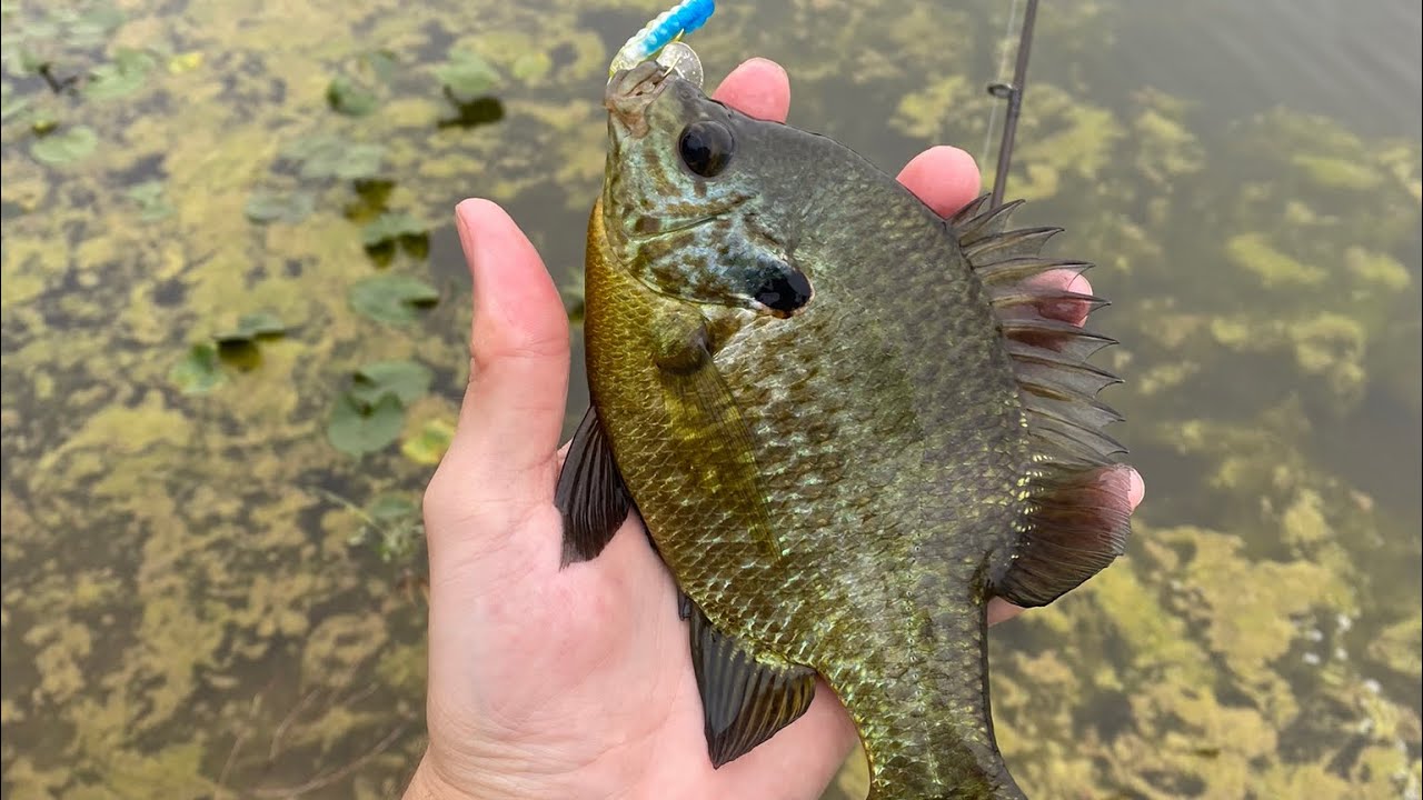 Multi Species Fishing Sesh (Largemouth bass, Bluegill, and Redear ...