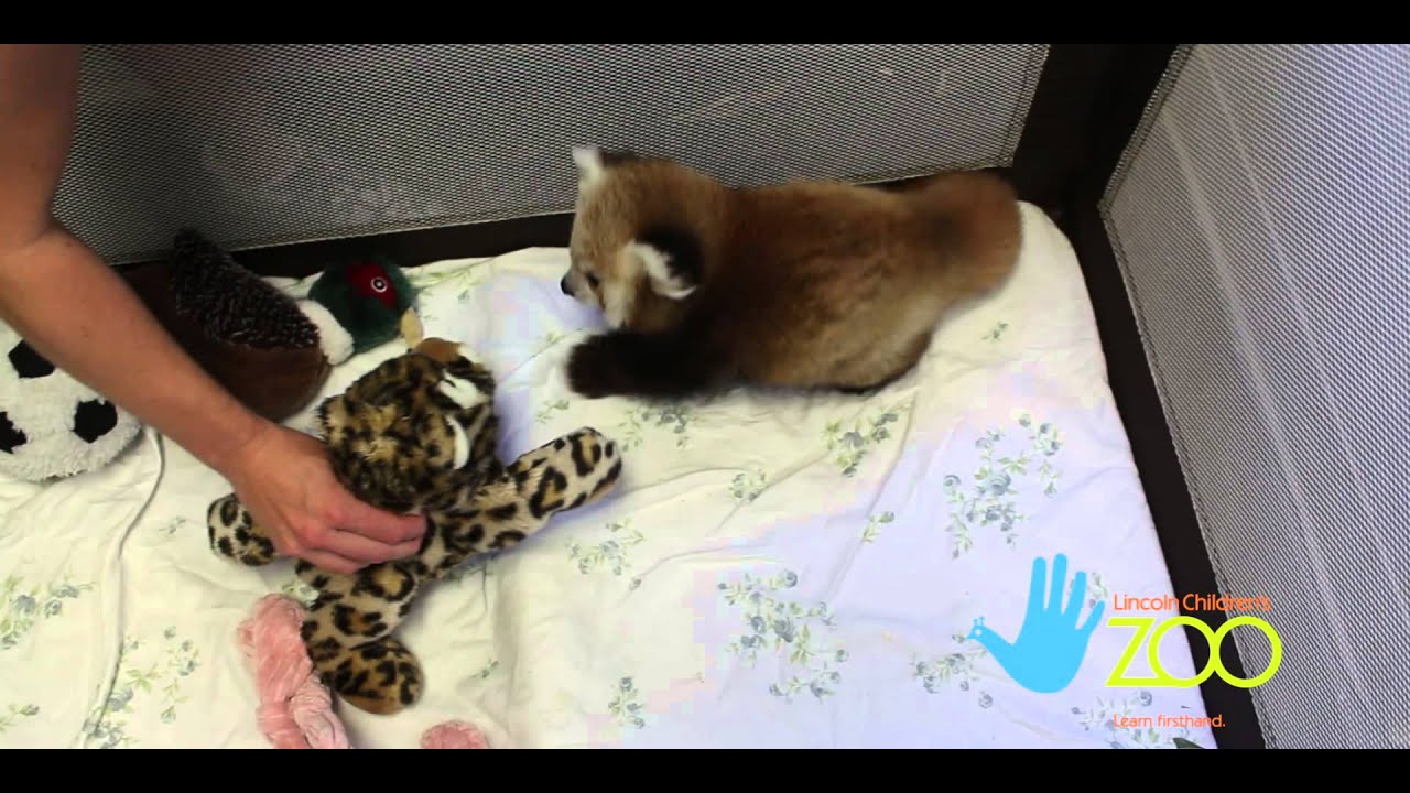 NEW Video of Lincoln the Red Panda Cub - YouTube