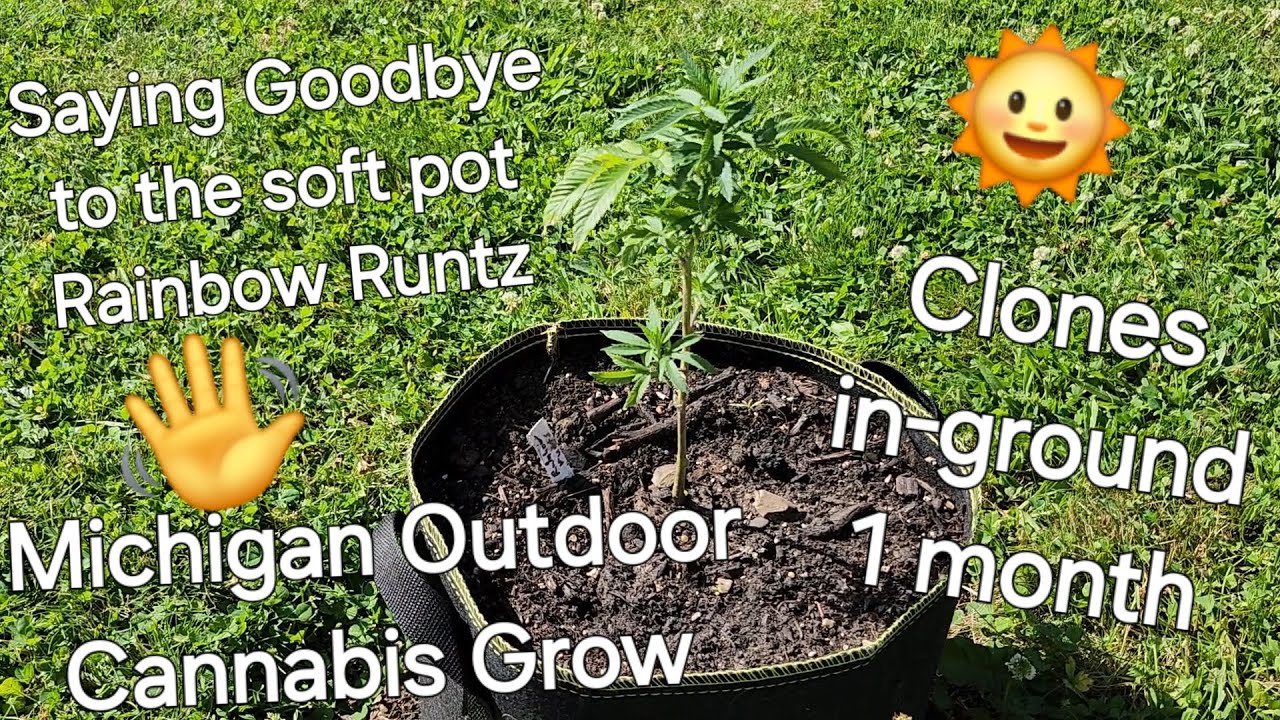 Michigan Outdoor Cannabis Grow 2024 - YouTube