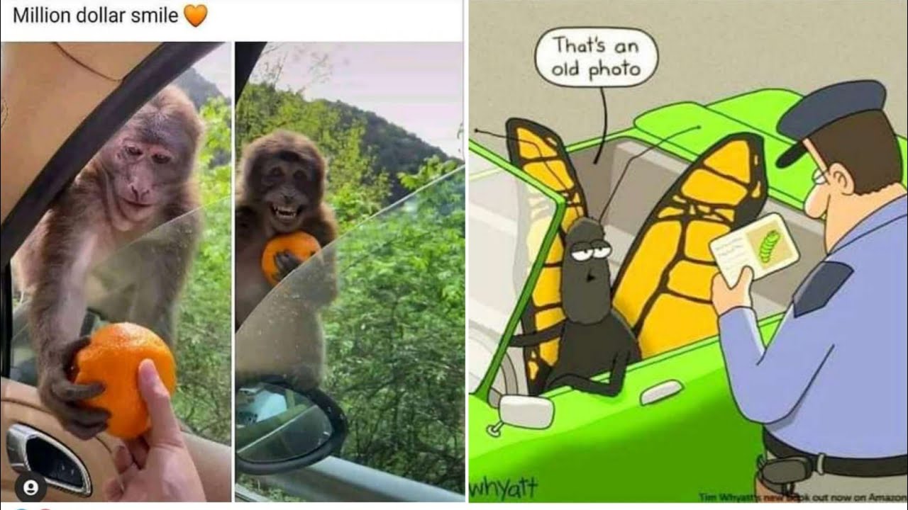 Monkey Meme😂||Funny family Meme😂😂||This video make you laugh so badly ...