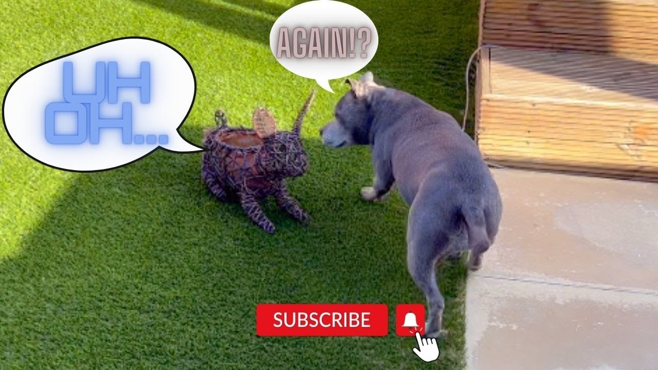 SILLY STAFFORDSHIRE BULL TERRIER DOG SCARED OF PLANT POT...WILL IT WORK ...