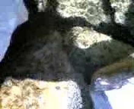 yeni liman mırı avı 3