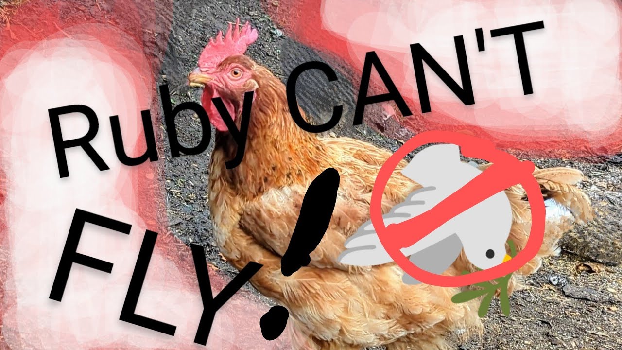 Silly Ruby! She Thinks She Can Fly! - YouTube