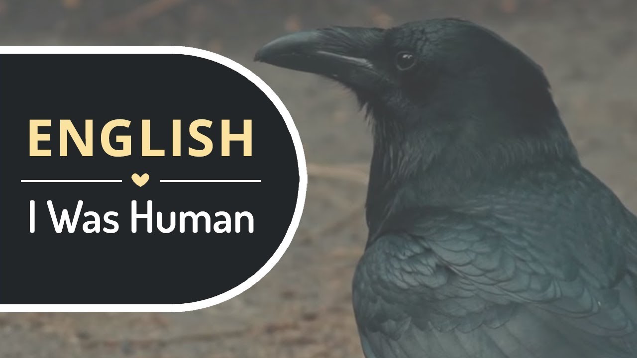 I Was Human / 人間だった (English) - Vocaloid | Cover by BriCie - YouTube Music