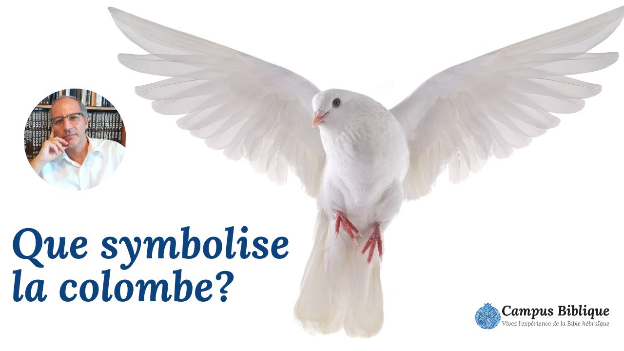 Que symbolise la colombe ? - YouTube