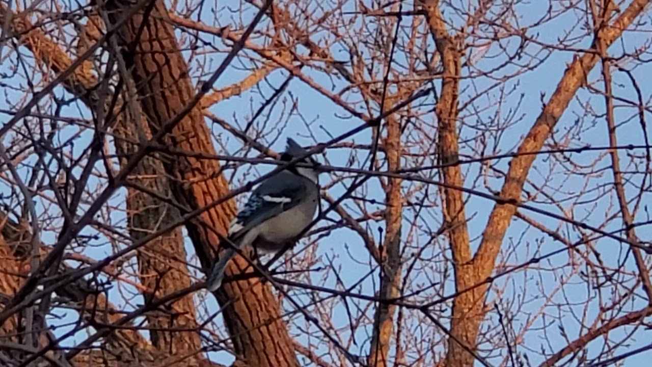 Blue Jay singing at sunrise - YouTube