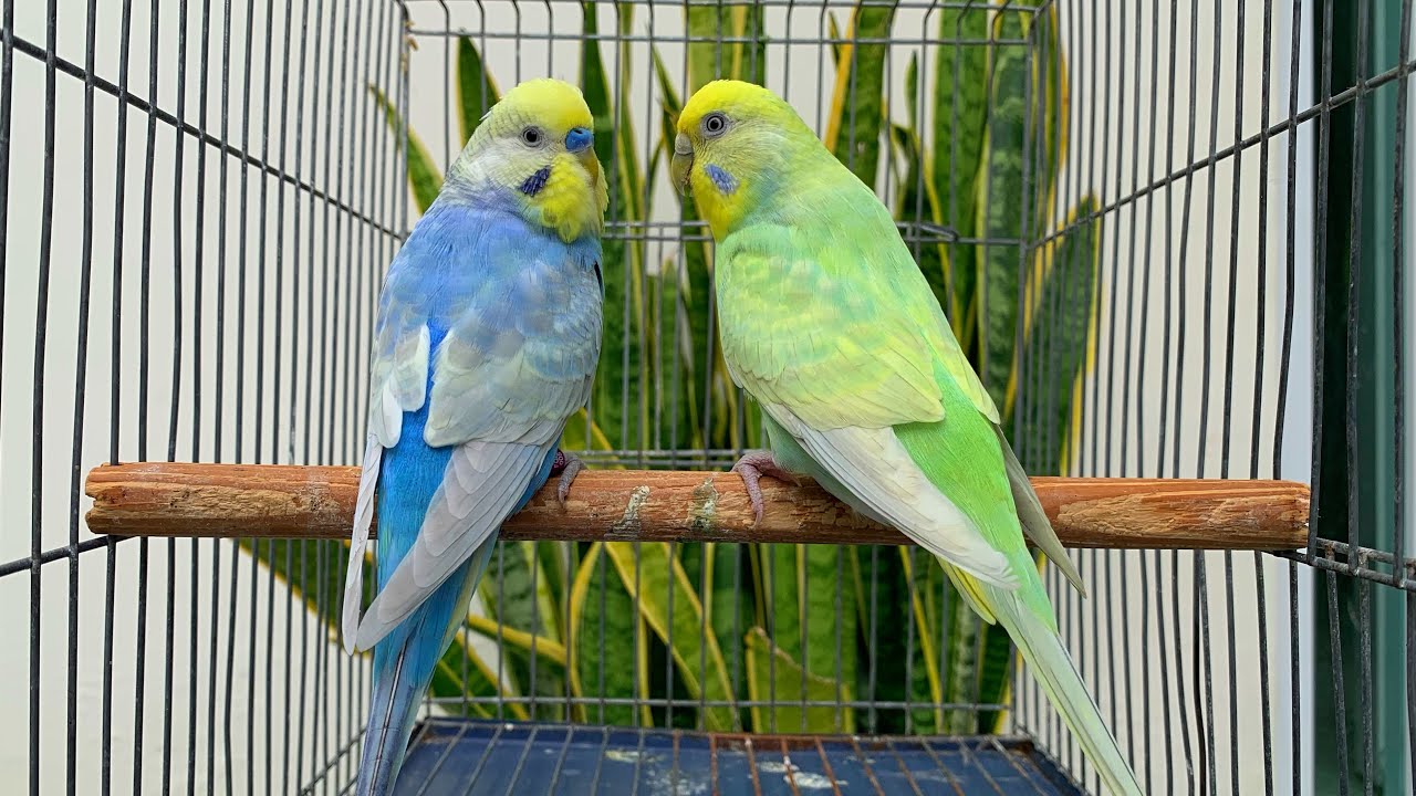 Periquitos Australianos Arco-íris - YouTube
