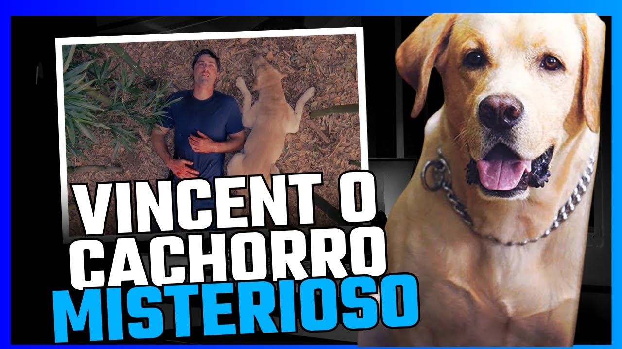 LOST : VINCENT UM CACHORRO MUITO MISTERIOSO - YouTube