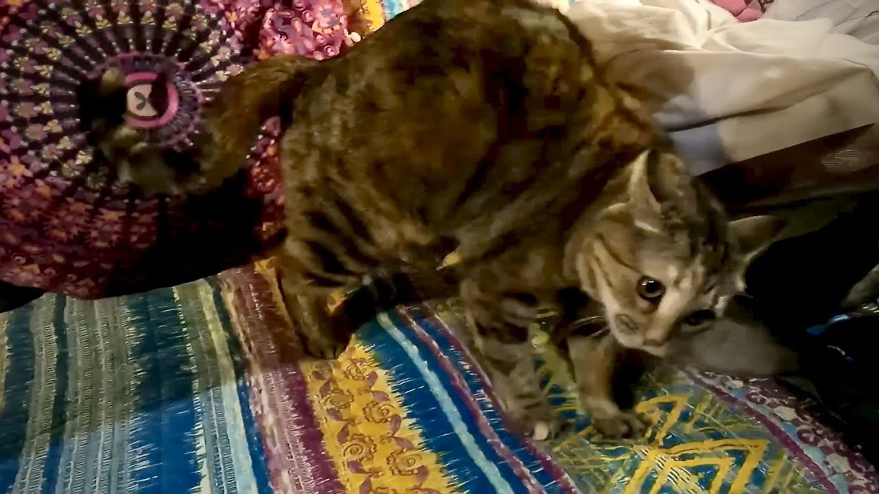 Milo Cat play time!! - YouTube