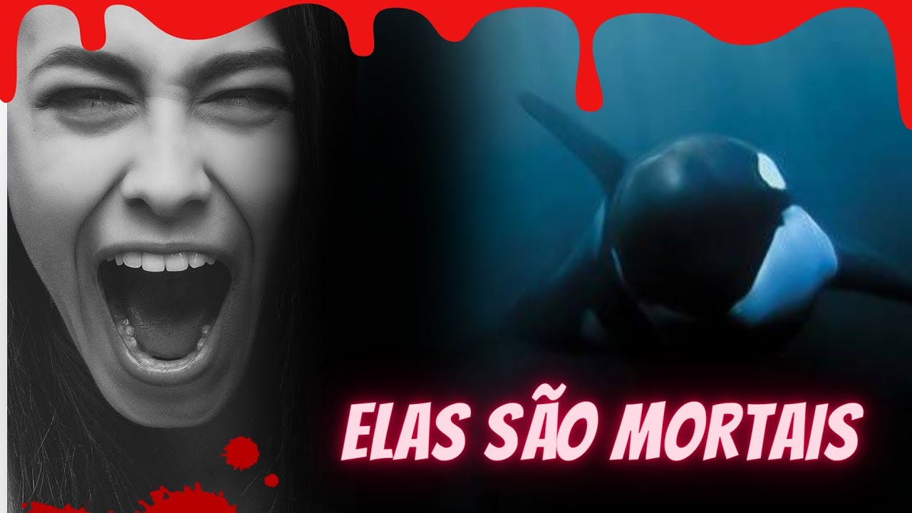 Ataques de orca seres humanos! é assustador! #orca - YouTube