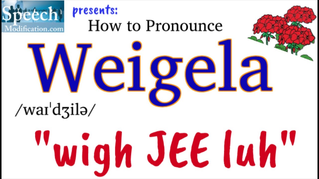 Weigela How To Pronounce