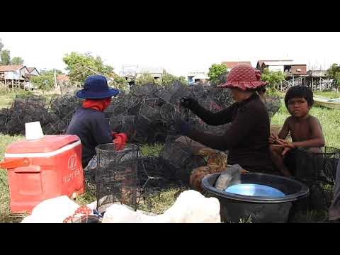 Bokep Cute Baby Bokep Monkey Bobby ASMR #Shorts - YouTube