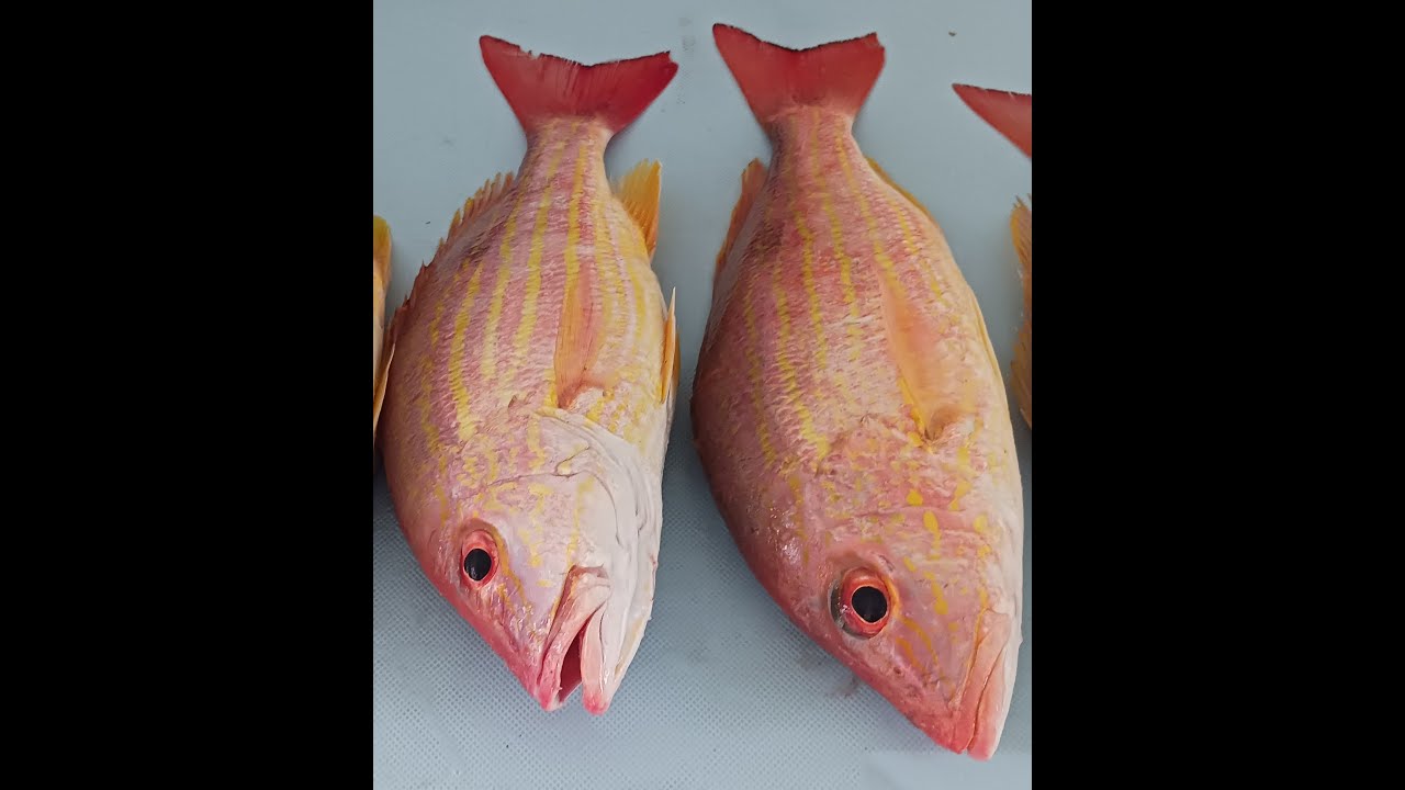 Lane Snapper catch and cook - YouTube