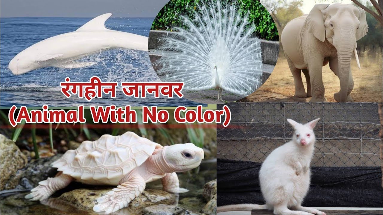 रंगहीन जानवर !! Animals With No Color !! #facts #animals #animalfacts # ...