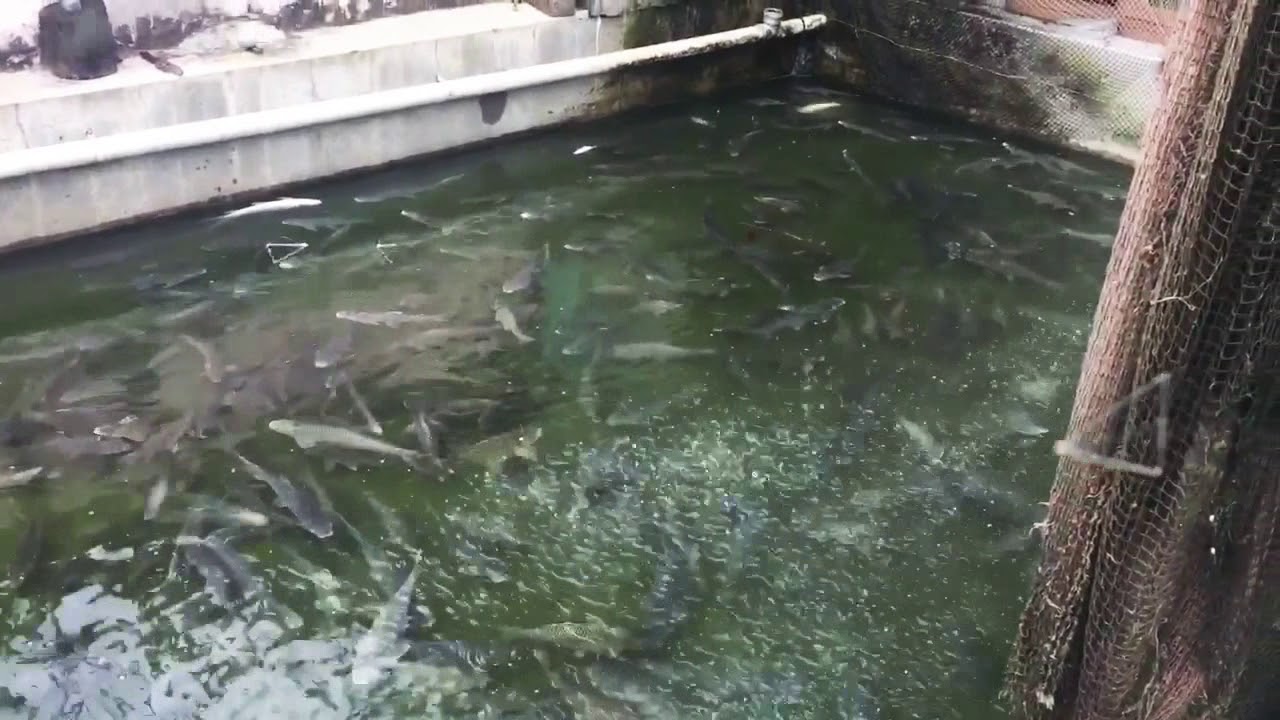 Fish farming in hetauda ( macha plant) #hetauda #Nepal - YouTube