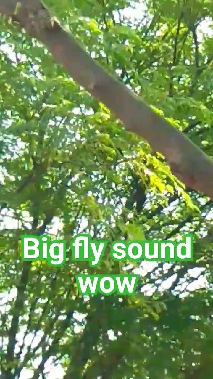 a big fly sound wow - YouTube