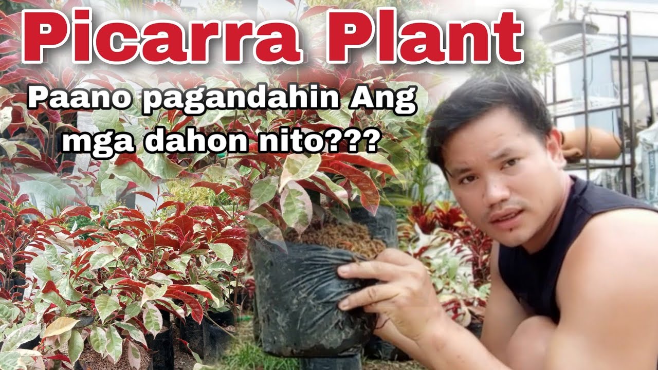 Picarra Plant : Paano pagandahin ang mga dahon ng Picarra Plant ? - YouTube