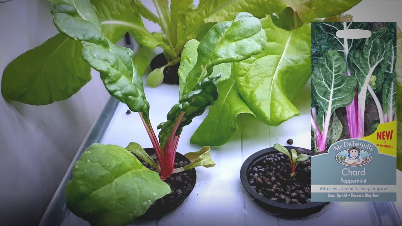 Hydroponic Striped Chard - YouTube