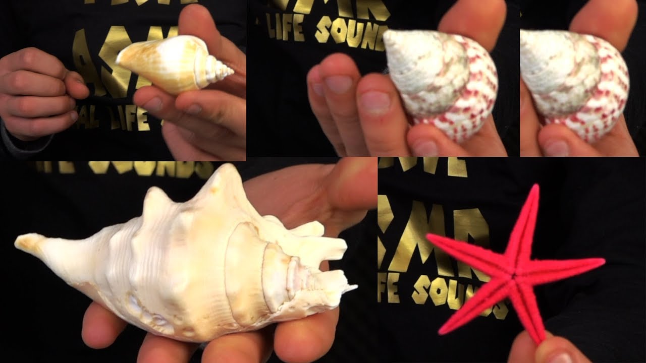 ASMR Seashell 🦑Sounds Edition 100 Triggers NO TALKING - YouTube