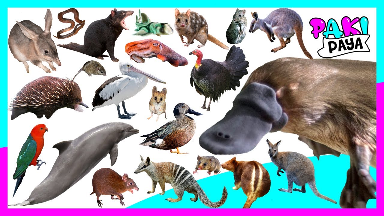 ¡LOS ANIMALES MÁS FASCINANTES DE AUSTRALIA Nº2! 🦘 List of animals in ...