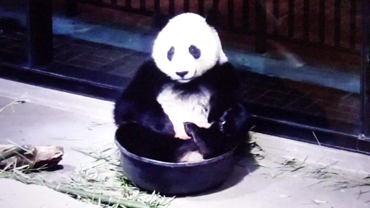 Sleepy Panda Bei Bei in His Little Tubby - YouTube