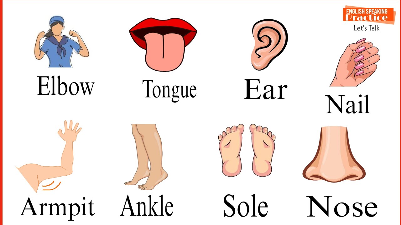 Parts Of the Body in English | Human Body Parts Names | English ...