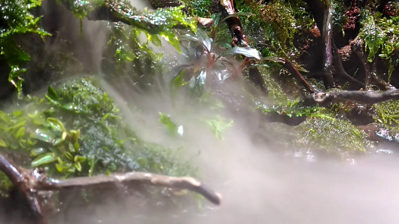 SIMPLE PALUDARIUM AQUASCAPE WITH MIST MAKER - YouTube