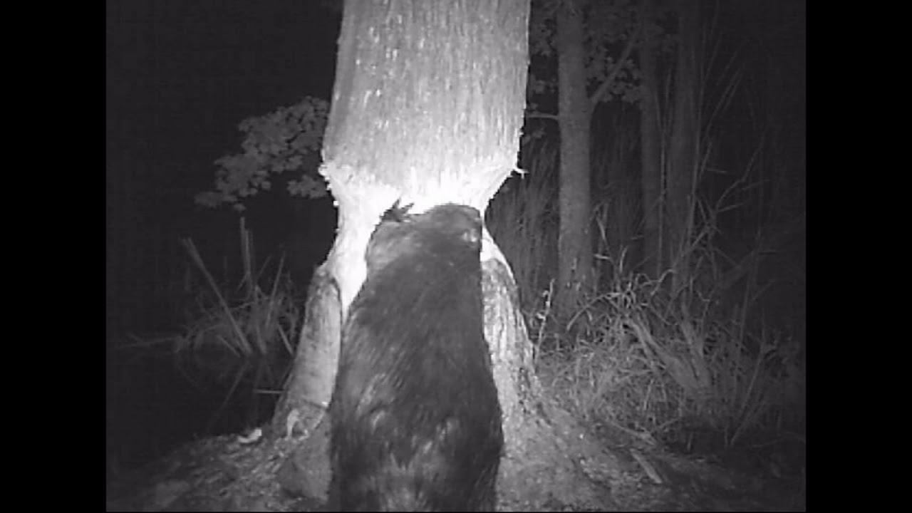 Time lapse of Beaver Gnawing a Tree - YouTube