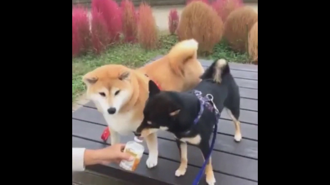 shiba inu growl each other - YouTube