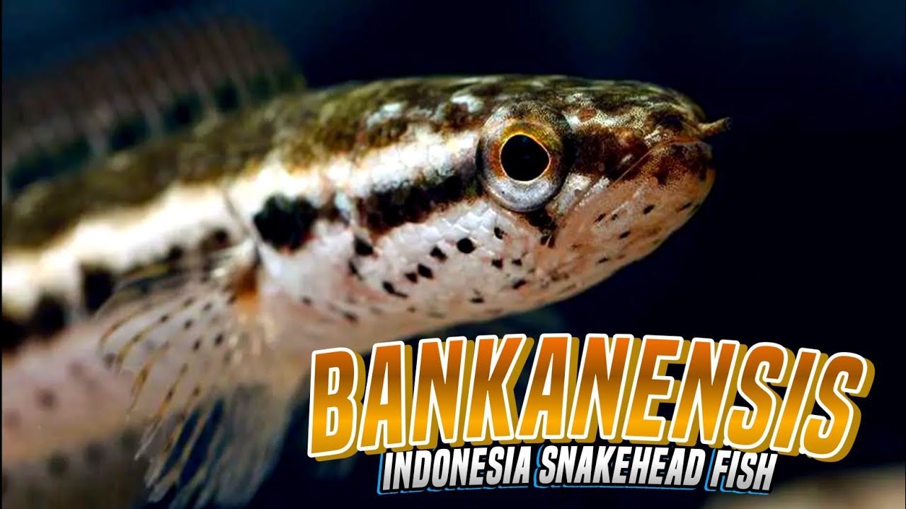 IKAN CHANNA ASLI INDONESIA || BANKANENSIS SNAKEHEAD - YouTube
