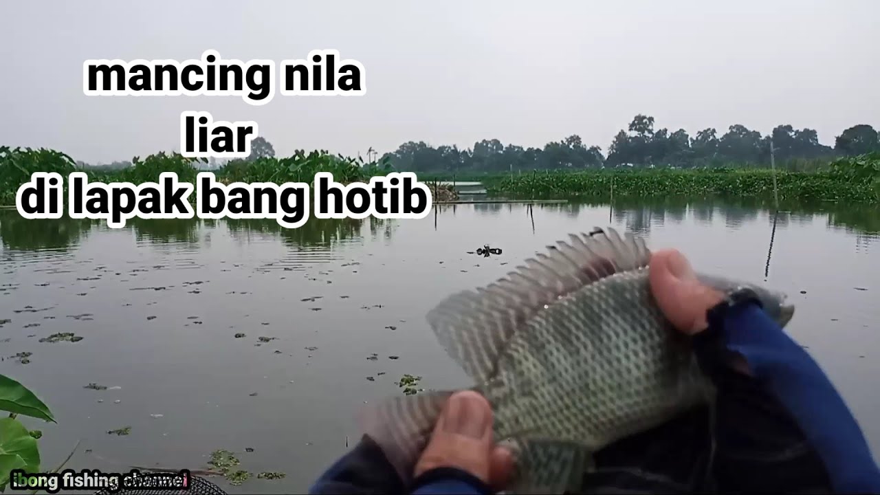 Mancing nila liar danau Cipondoh ‼️ - YouTube