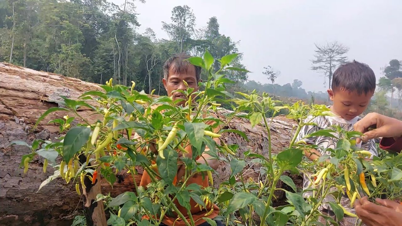 pak bambang panen cabe di kebun bluko bersama cucu - YouTube