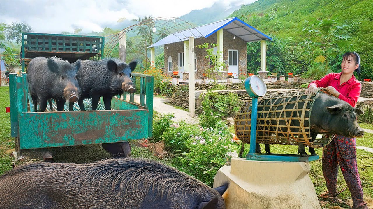 Boost Your Pig Farming Profits - Sell 100KG Pigs After 12 Months & Buy ...