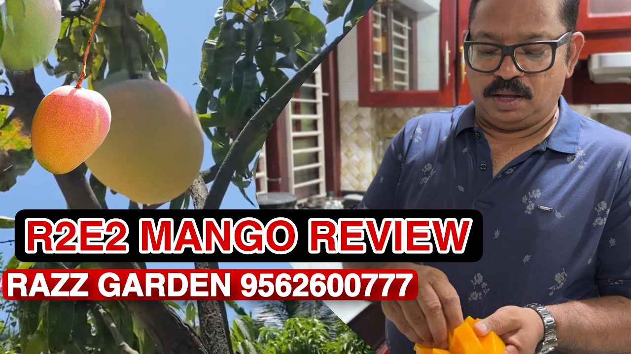 R2E2 MANGO REVIEWS ,R2E2 മാങ്ങയുടെ വിശേഷങ്ങളും ഗാർഡൻ വിസിറ്റേഴ്സിന്റെ ...