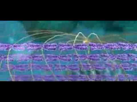 Митоз. - YouTube