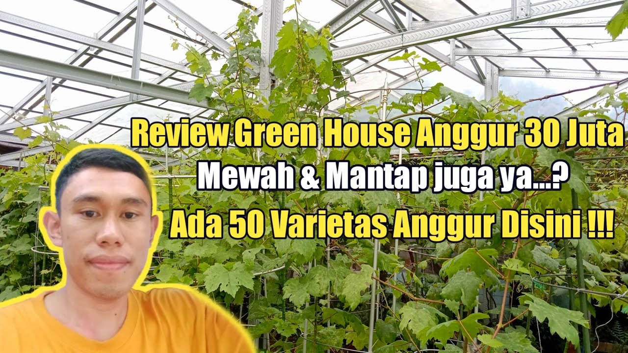 Review Green House Anggur Seharga 30 Juta‼️🍇🍇🍇 - YouTube