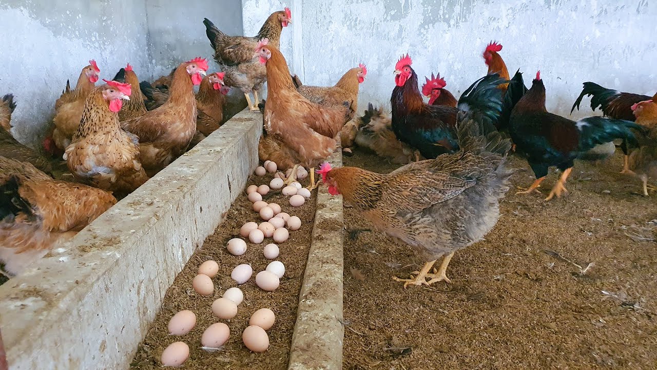 How to make your Chickens lay more eggs. Secrets on poultry Farm - YouTube
