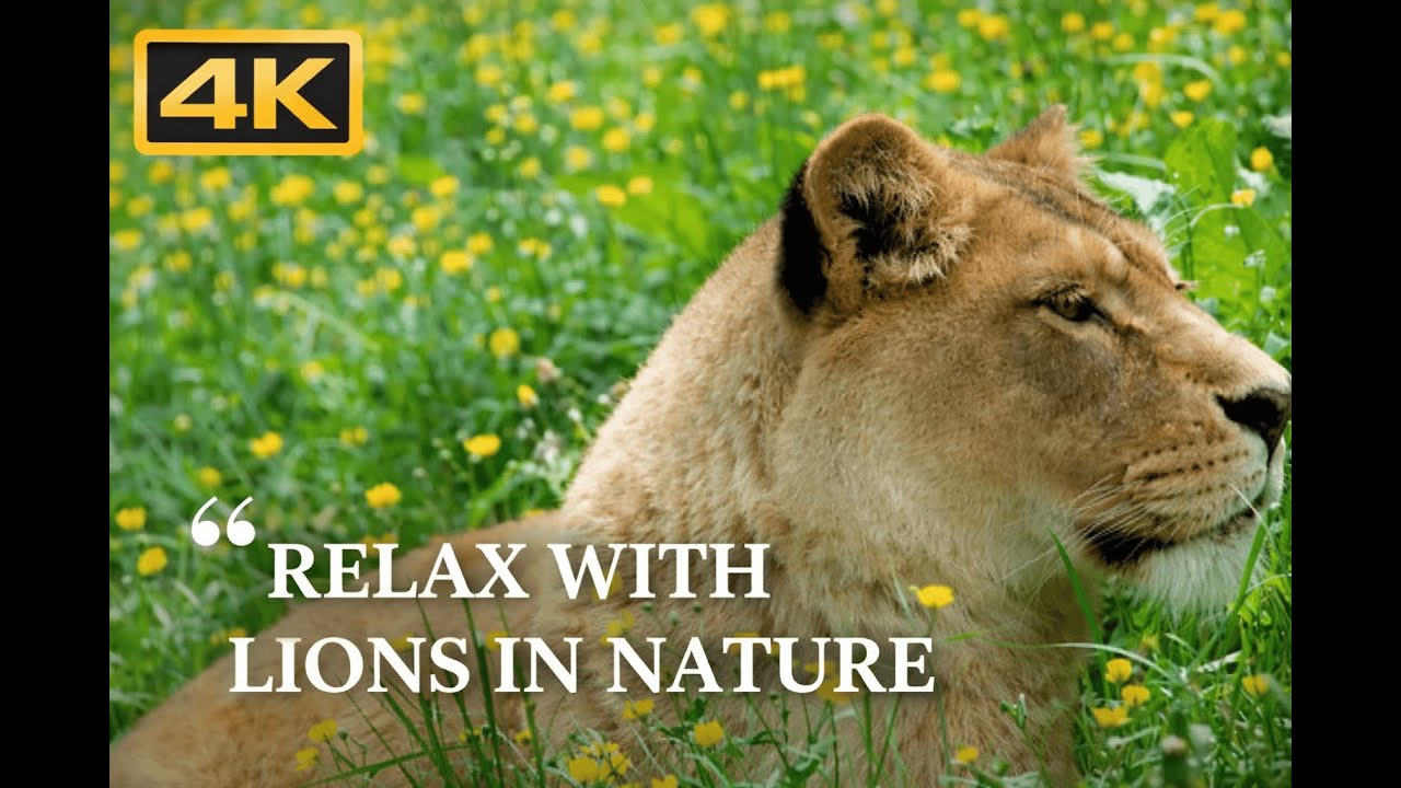 Calm Lion Moments in Nature | Relax With Wild Lions in 4K - YouTube