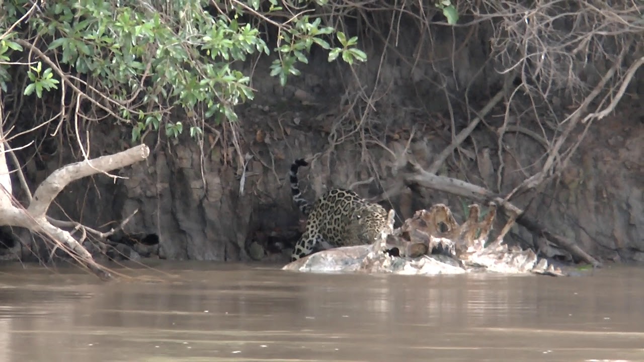 Onça come boi morto.#bigcats #naturephotography #pantanal - YouTube