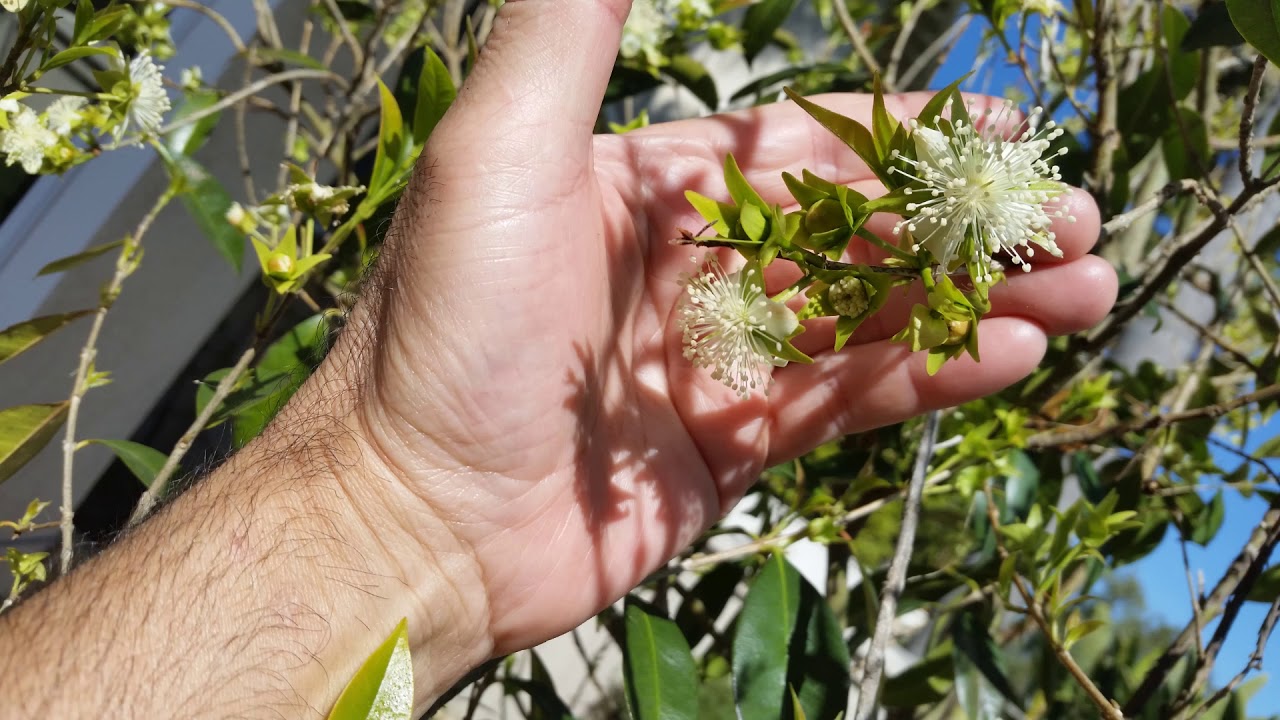 Cherry Of The Rio Grande Tree Flowering Youtube