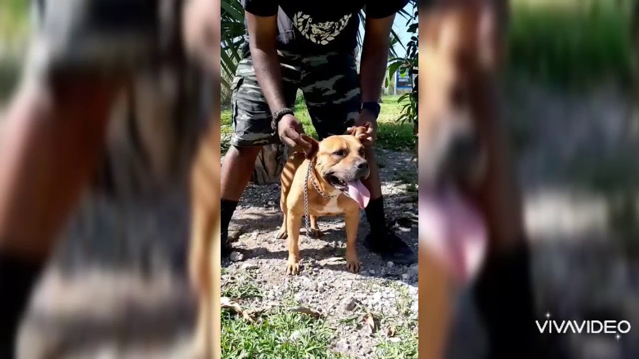 APBT Breed Standard - YouTube