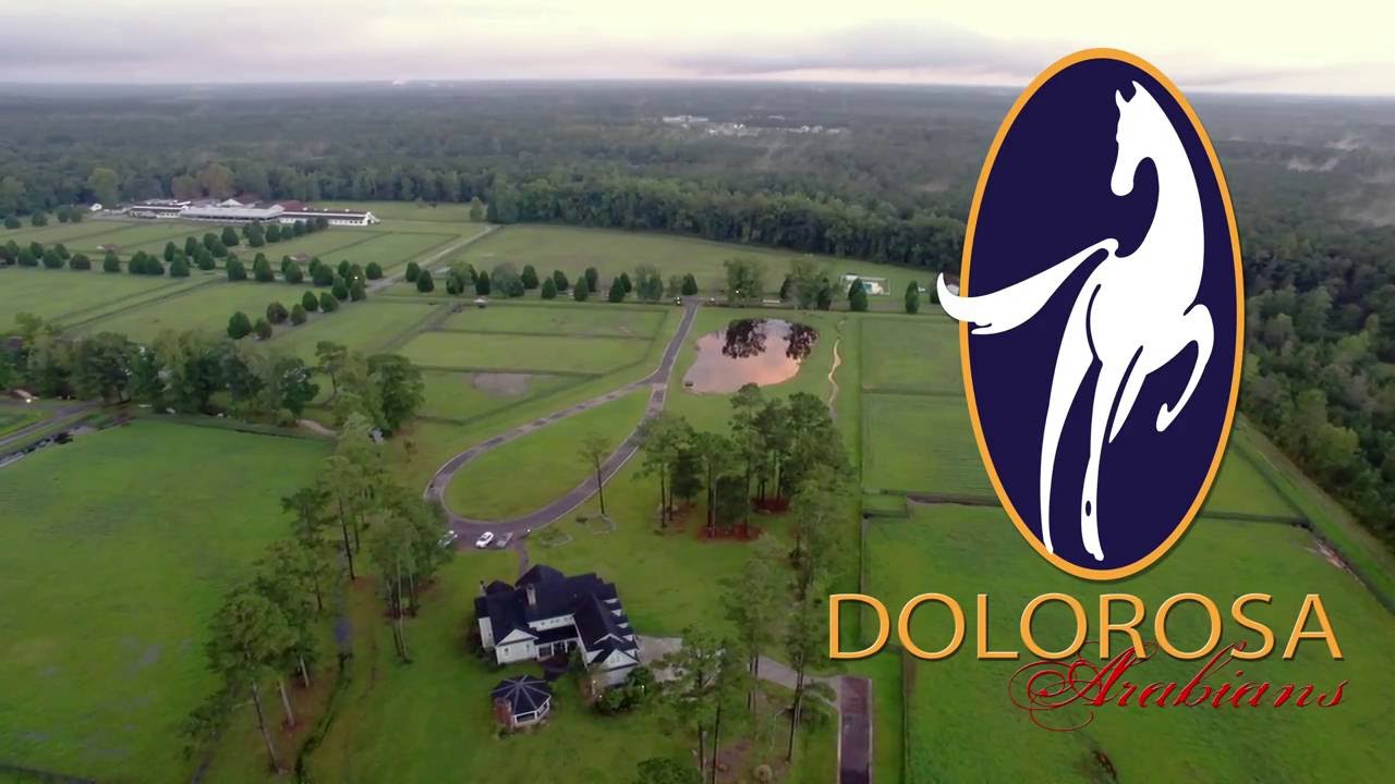 Dolorosa Arabians Farm Tour 2016 - YouTube