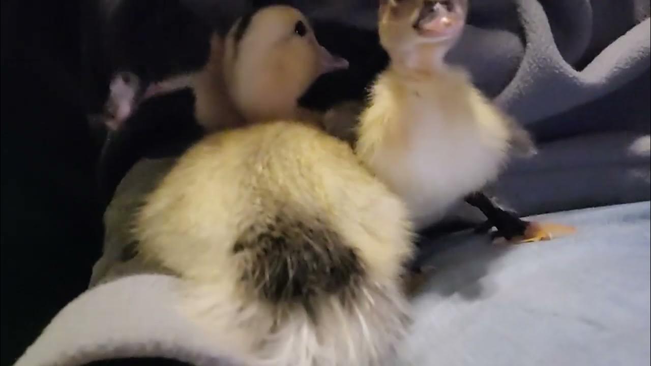 My baby ducks are fine get along!!!!! - YouTube