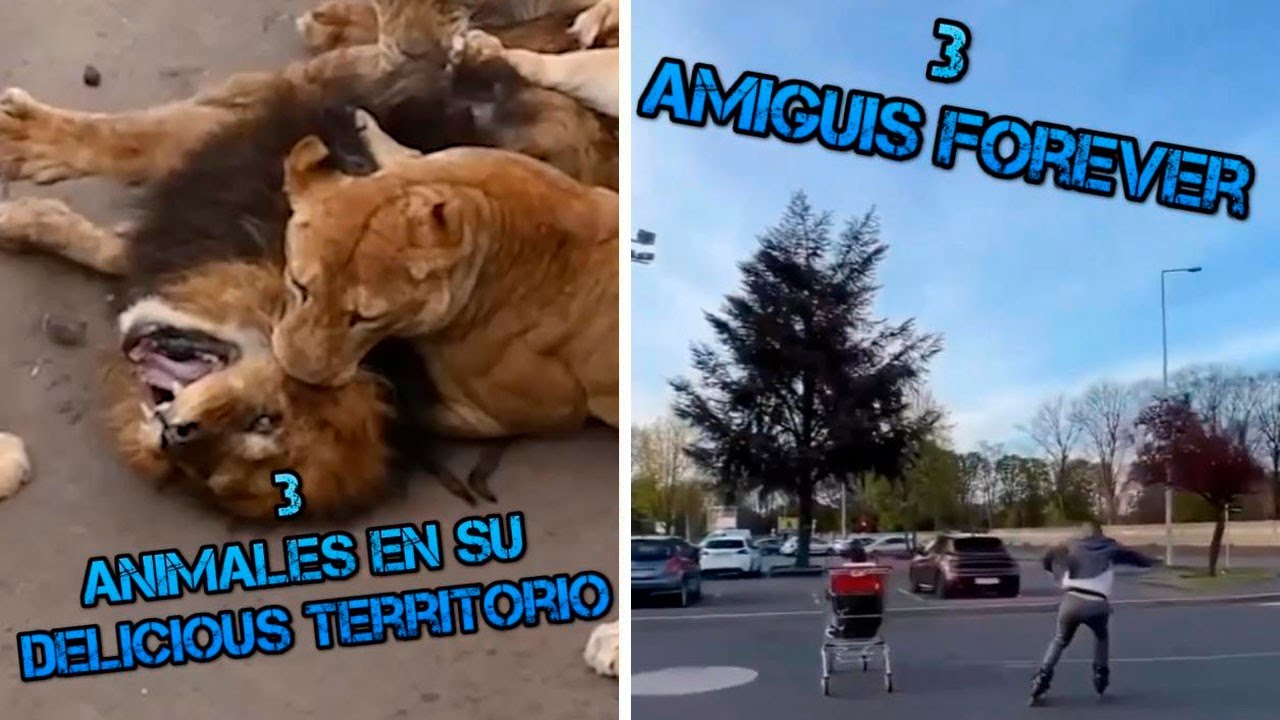 6 Amiguis Forever En su Delicious Territorio Parte 73 - YouTube