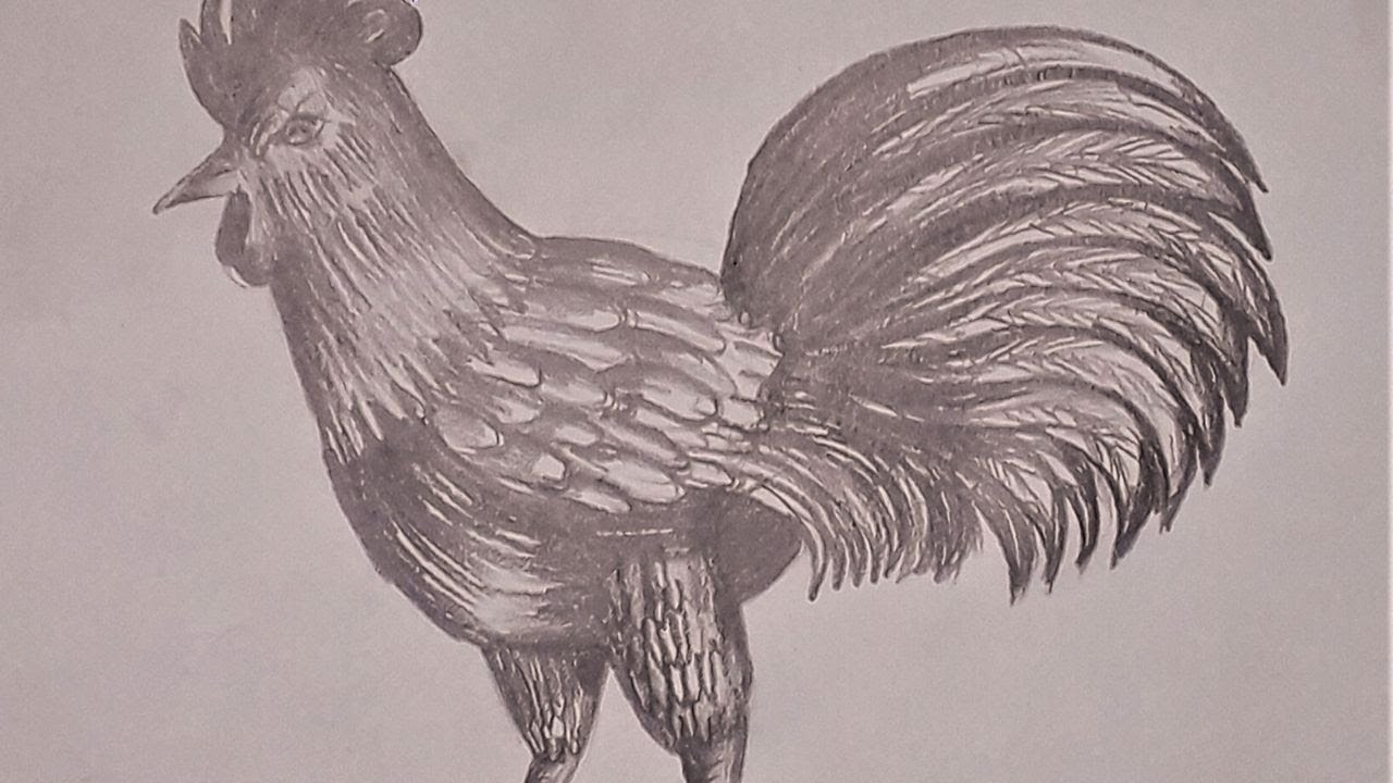 How to Draw a Cock Step by Step | Easy Drawing tutorial - YouTube