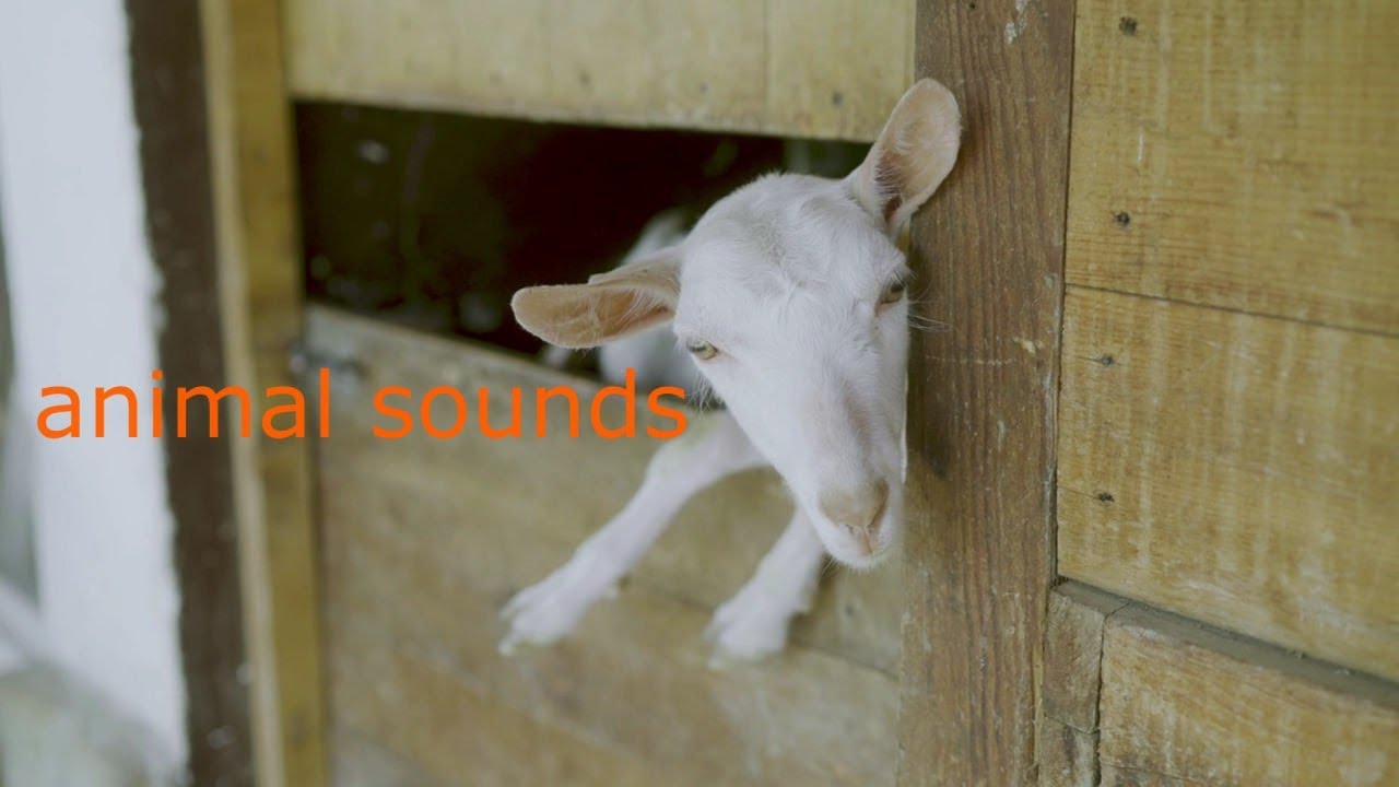 Geese, ducks, sheep, goats animal sounds for you - YouTube