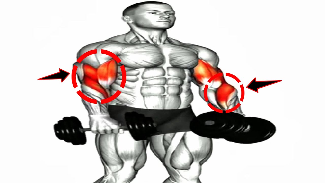 exercices des bras avec des haltères pour des bras plus forts💪|muscler ...